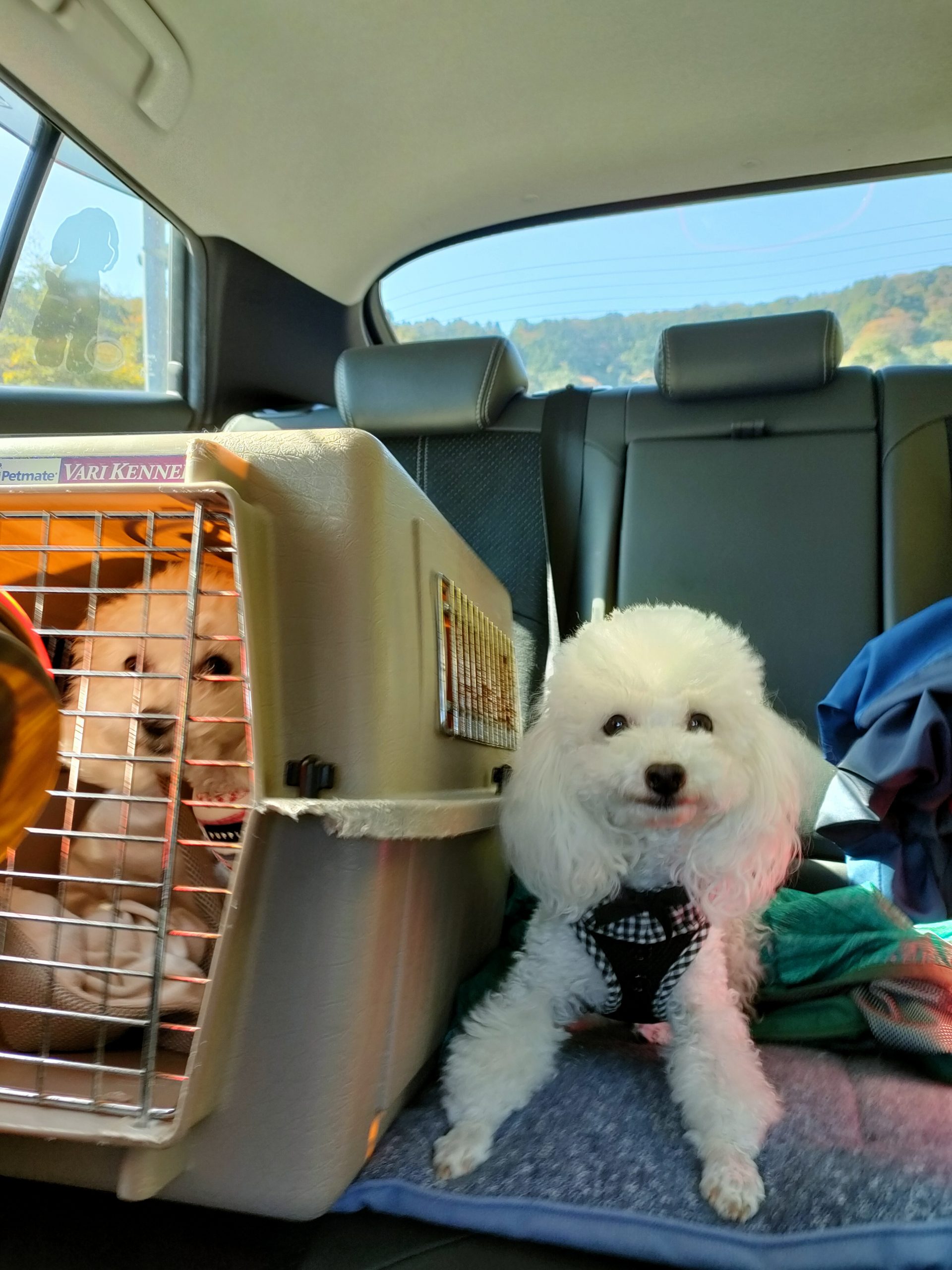 ツイテるね - ホワイトプードル専門 CANE BIANCA