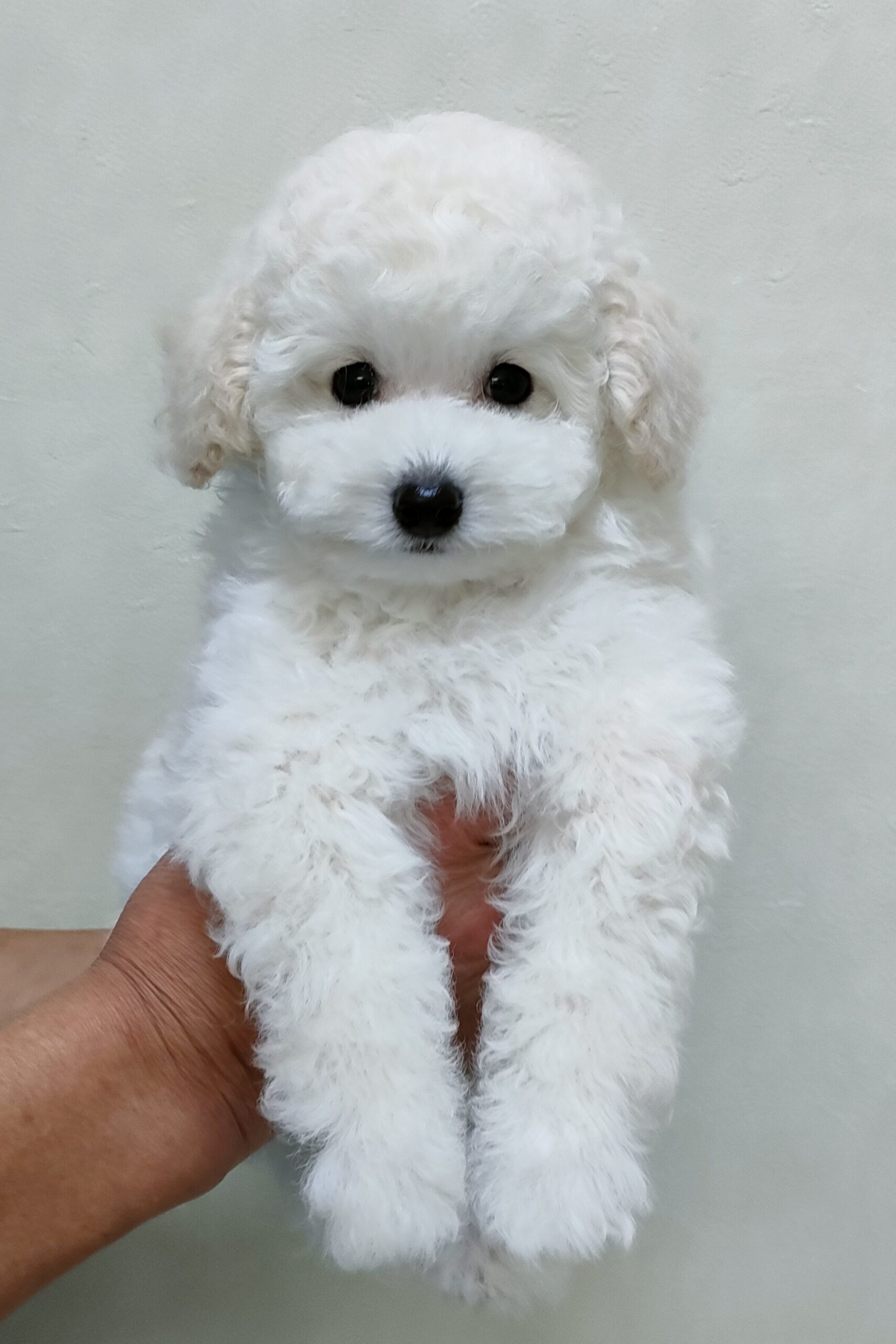 月見くん - ホワイトプードル専門 CANE BIANCA