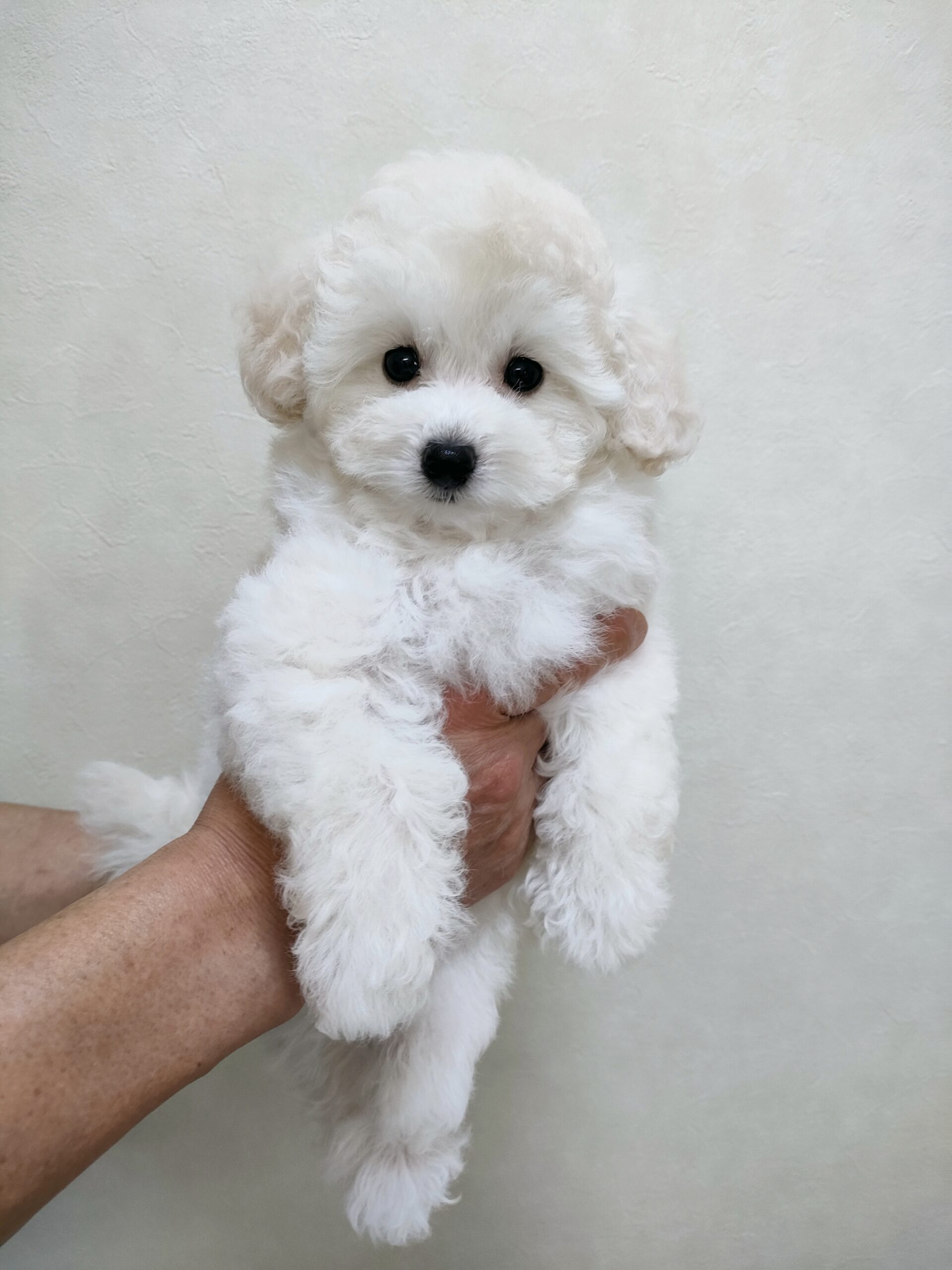 イブちゃん - ホワイトプードル専門 CANE BIANCA