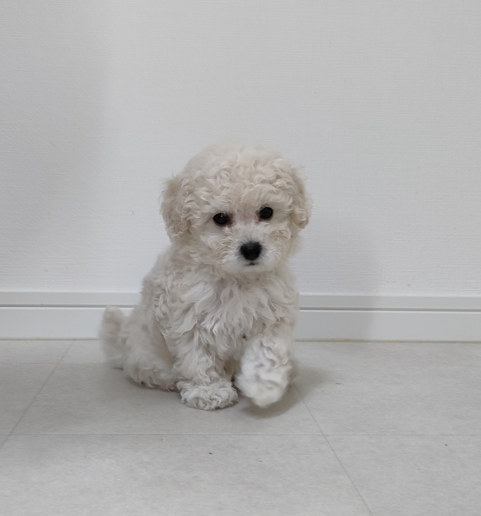 はかりめくん - ホワイトプードル専門 CANE BIANCA