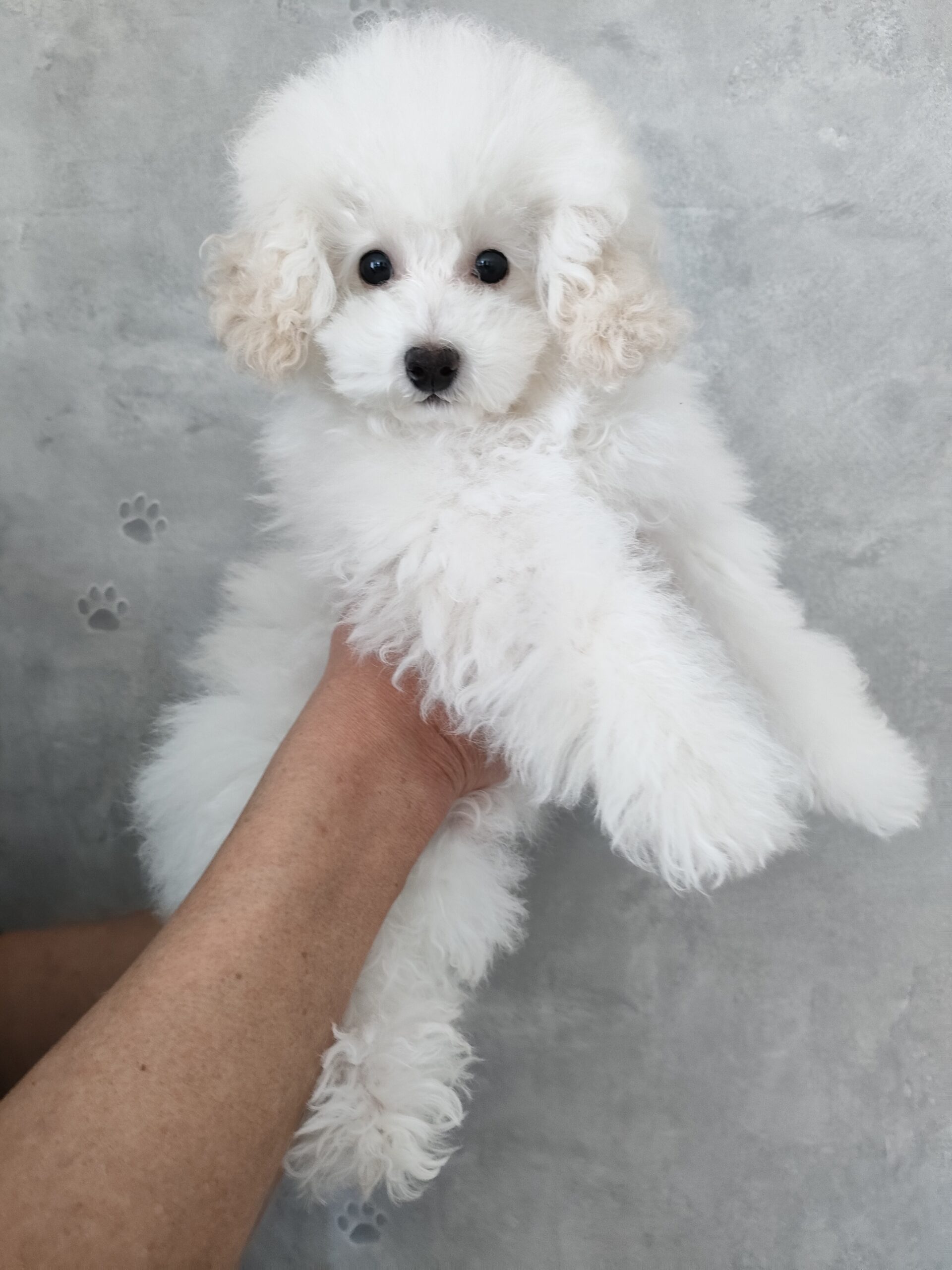 可愛い あずまくん - ホワイトプードル専門 CANE BIANCA