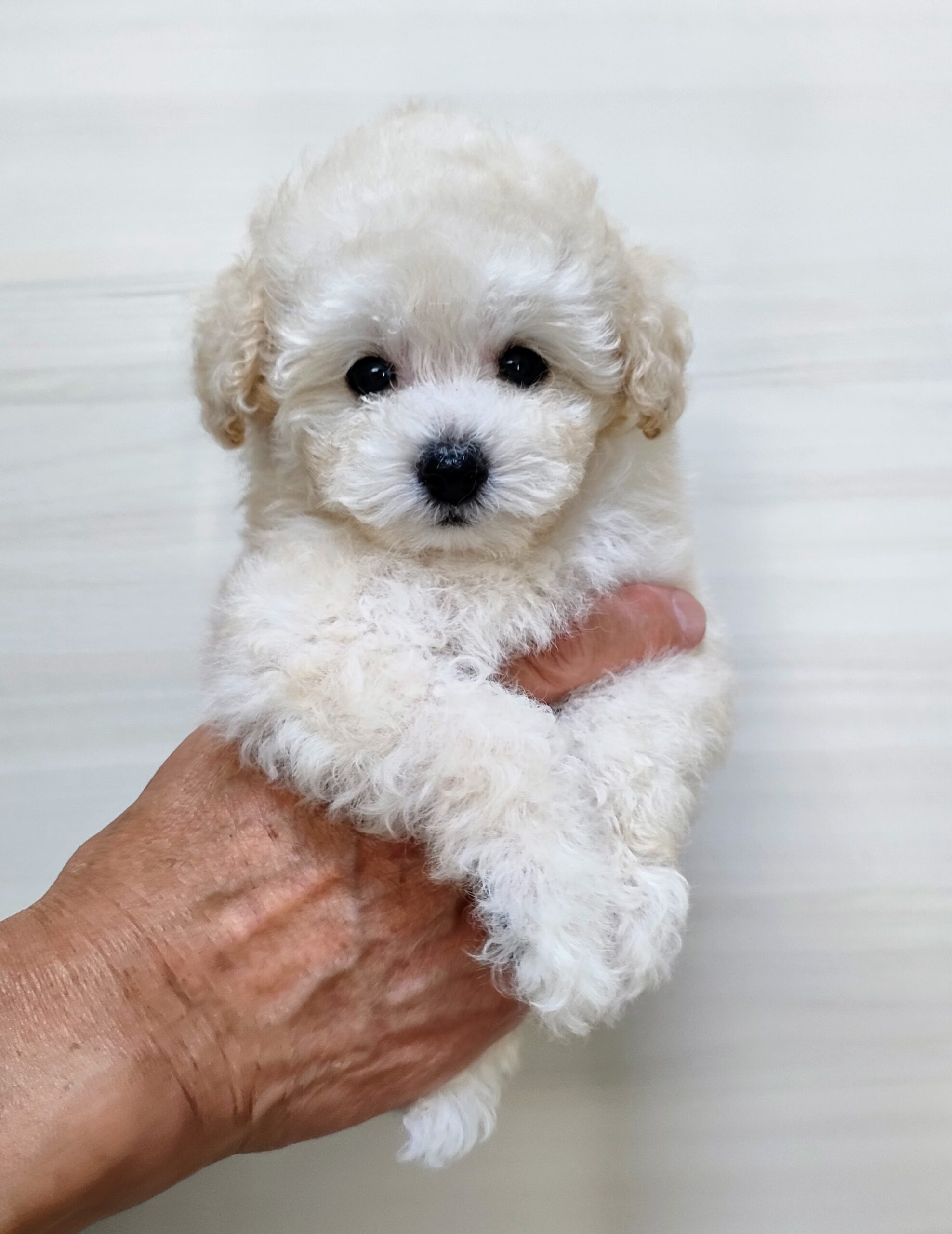 出木杉くん - ホワイトプードル専門 CANE BIANCA