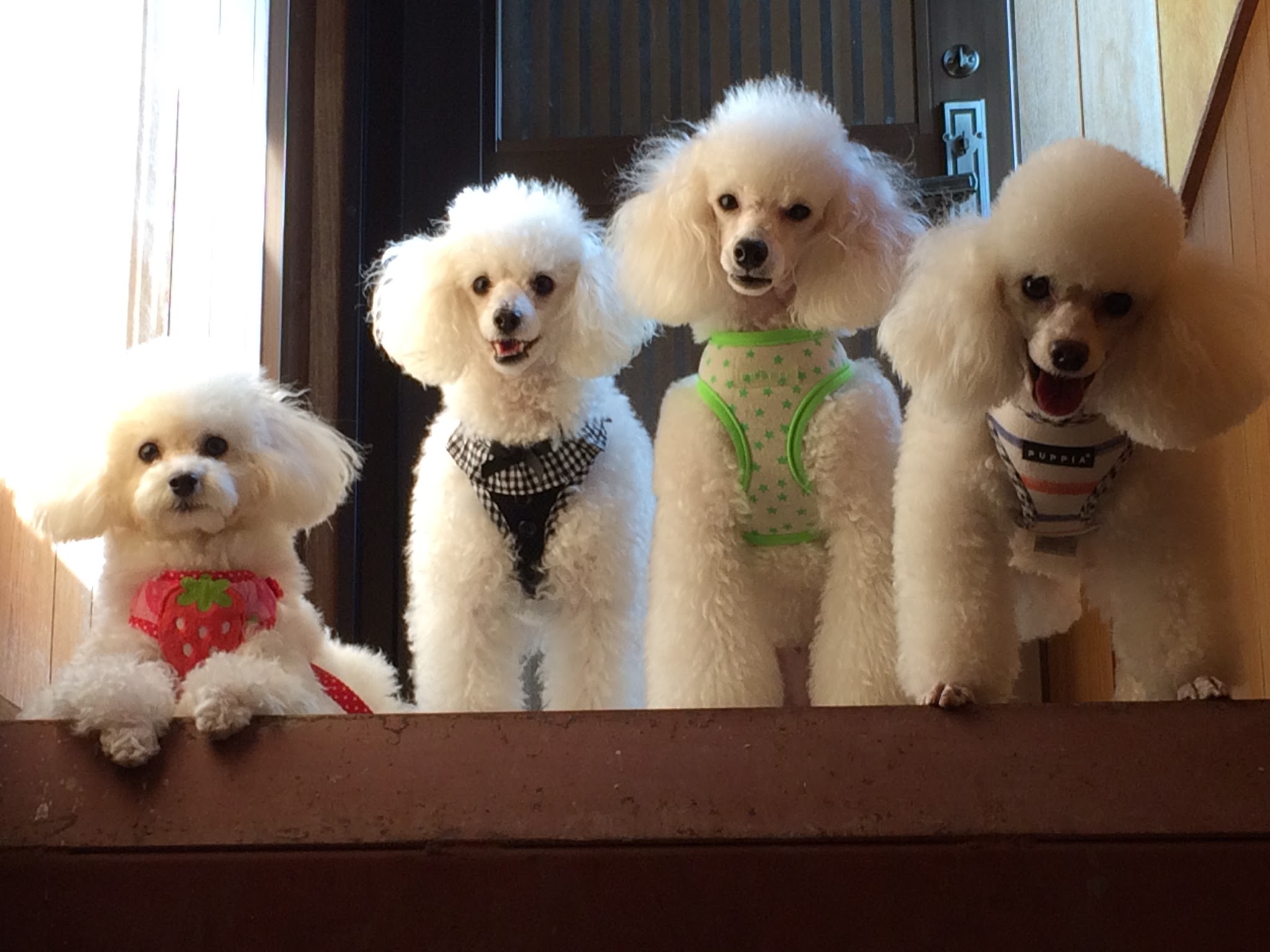 5月8日 - ホワイトプードル専門 CANE BIANCA